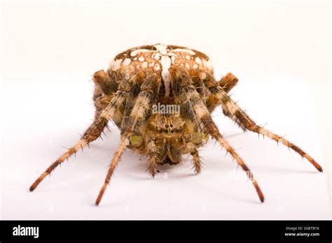 Cross Orbweaver European Garden Spider Cross Spider Araneus