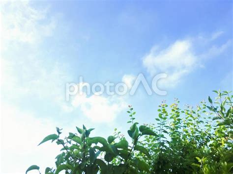 爽やかな植物と空の背景素材 No 1617644写真素材なら写真AC無料フリーダウンロードOK