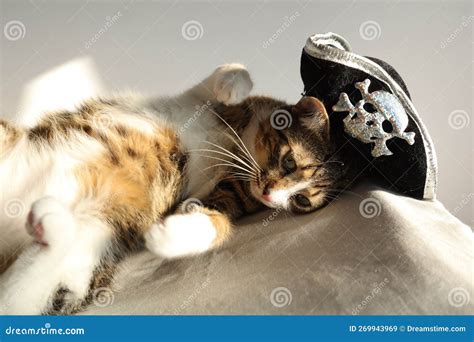Chat Tabby Mignon Avec Nez Rose Pattes Blanches Et Yeux Verts Image