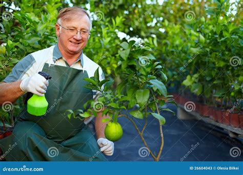 عکس از باغبان گالری عکس تصویر