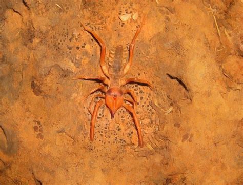 Camel Spider Facts Interesting Facts About Spiders
