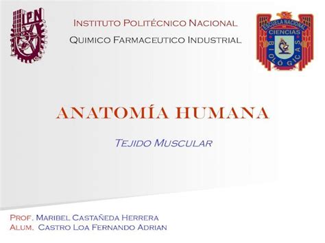 PDF Histología y fisiología del tejido muscular PDFSLIDE NET