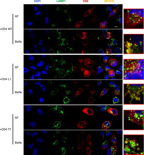 Localization Of Cd4 Chimeras In Chme Cells Chme Cells Transduced With