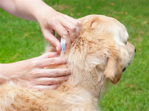 A Pet Owners Guide To Lyme Disease In Pets Arlington Animal Hospital