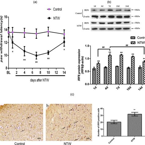 Irf8 Silencing Mitigates The Ntw Enhanced Microglia Activation P2x4r