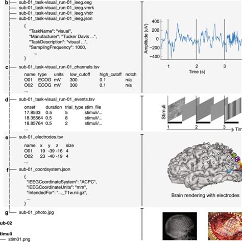 Ieeg Bids Folder Structure With Pictures Of Data Types A This Bids