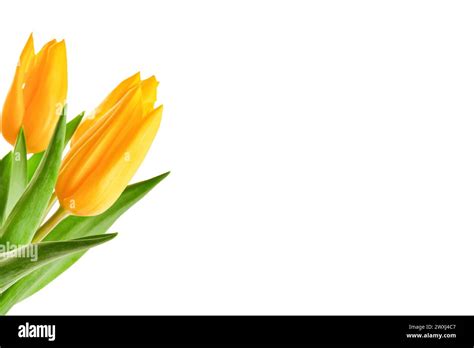 Yellow Tulips Bouquets Isolated On White Background With Clipping Path Flowers Objects For