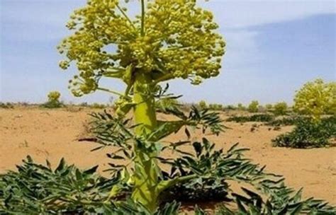 پرسودترین گیاه دارویی کشور در خطر انقراض علت خشکسالی