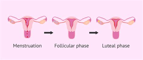 Endometrium Status During Period
