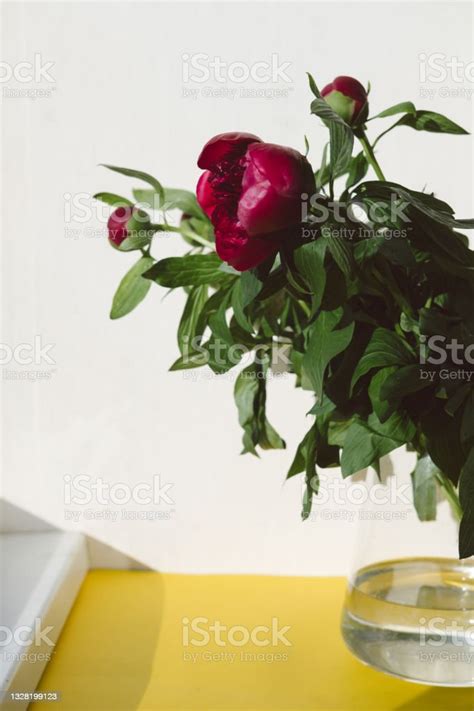 녹색 잎이 있는 모란의 붉은 꽃다발은 노란 배경에 유리 꽃병에 서 있다 봄 여름 꽃 인사말 카드 포스터 0명에 대한 스톡 사진