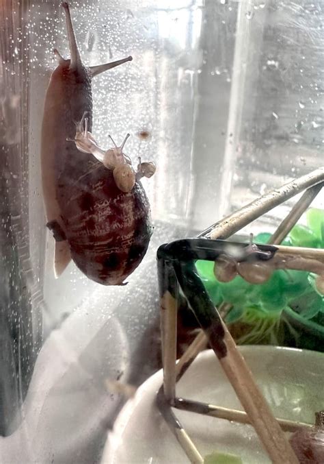 Do Snails Recognize Their Humans R Snails