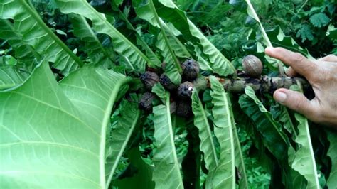 Niyog Niyogan O Lubi Napakatamis Ng Prutas Niya Ficus Pseudopalma