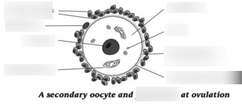 Secondary Oocyte Model Diagram Quizlet