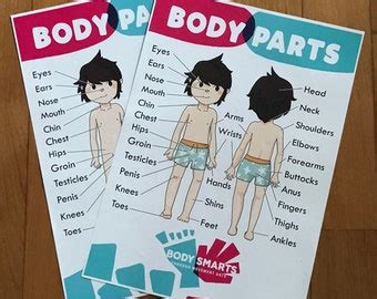 Body Parts Anatomy Sex Ed Private Parts Poster Etsy