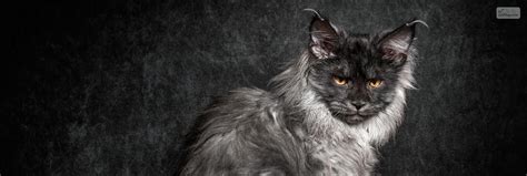 Black Maine Coon Facts Details Color Personality And Images