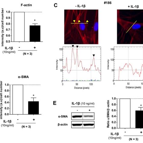 Immunofluorescence Analysis Of The Actomyosin Cytoskeleton Of Primary
