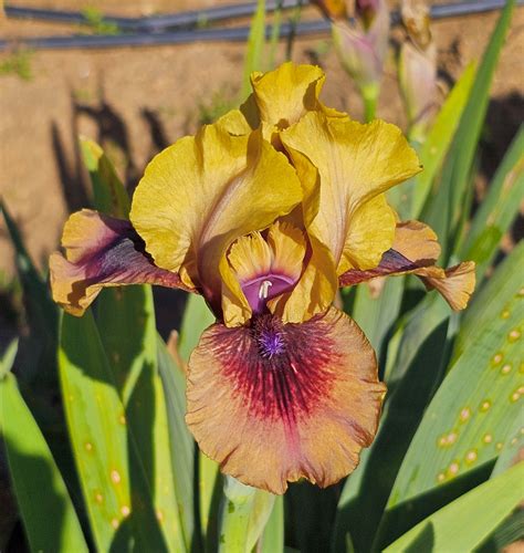 Superstition Iris Gardens This Is Visual Evidence Answering The