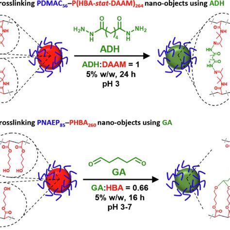 Schematic Cartoon Illustrating The Intermolecular Crosslinking Achieved Download Scientific