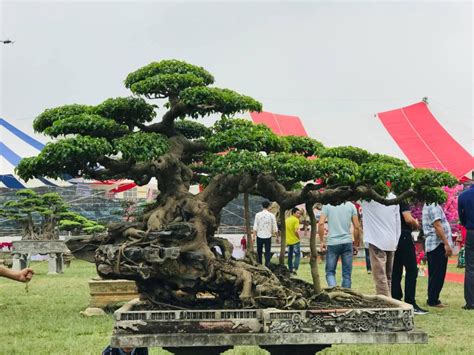 Cây Bonsai Dáng Trực Cực đẹp Giá Bán ý Nghĩa Cách Tạo Chăm Sóc