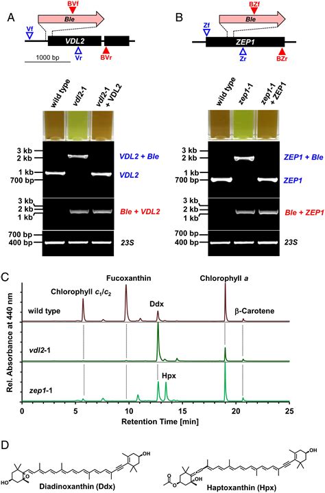 Green Diatom Mutants Reveal An Intricate Biosynthetic Pathway Of