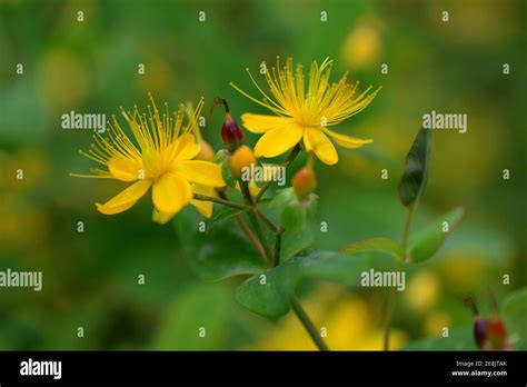 Hypericum Hircinum Fotografías E Imágenes De Alta Resolución Alamy