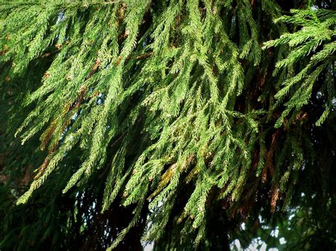Cold Hardy Evergreen Trees Growing Evergreen Trees In Zone 6 Fast