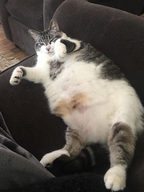 Appears Grumpy But Actually Gentle Giant Rdelightfullychubby
