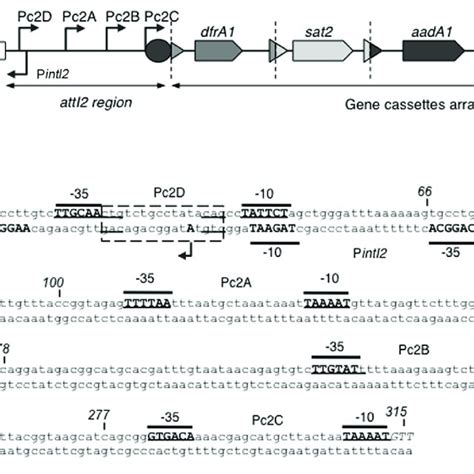 Class 2 Integrons A General Structure Of Class 2 Integrons Arrows