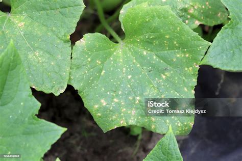 오이는 솜털 모양의 곰팡이 클로즈업에 의해 영향을받습니다 오이 질병 Peronosporosis 또는 거짓 흰가루병 노란 반점이