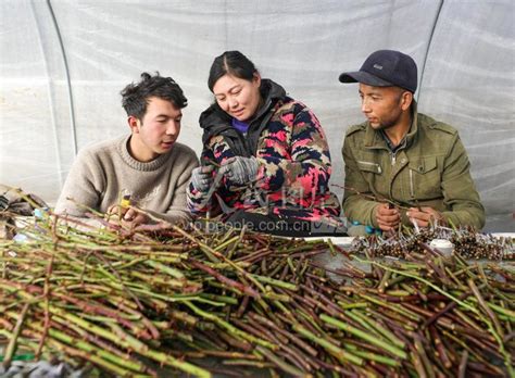 江苏沭阳：民族团结一家亲 共同培育致富花 人民图片网