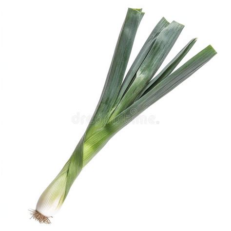 A Single Leek With Green Leaves Isolated On A White Background Stock