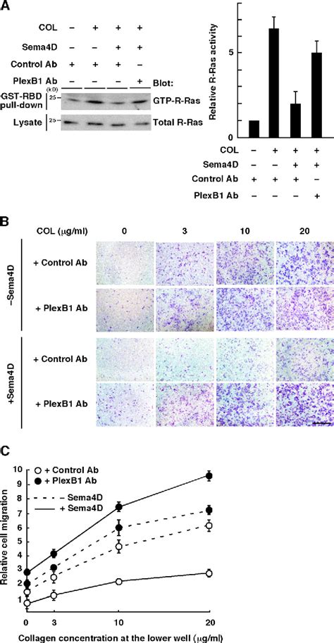 Semaphorin Plexin Signaling Pathway Involved In Neuron Projection