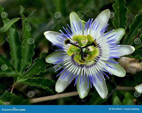 Passion Flower Stock Image Image Of Conservatoryn Coloured 94129941