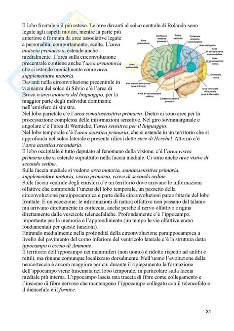 Argomenti Di Neuroanatomia