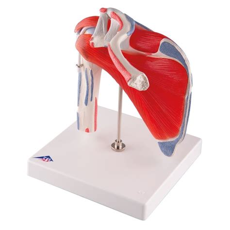 Axel Modeller Rörelseapparaten Anatomiska Modeller Anatomi