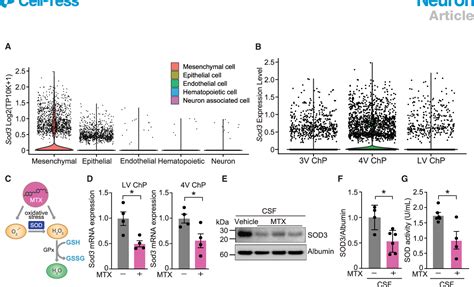 Figure 3 From Choroid Plexus Csf Targeted Antioxidant Therapy Protects