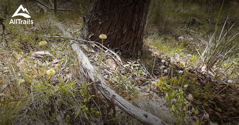 Best Hikes And Trails In Nerrina Alltrails