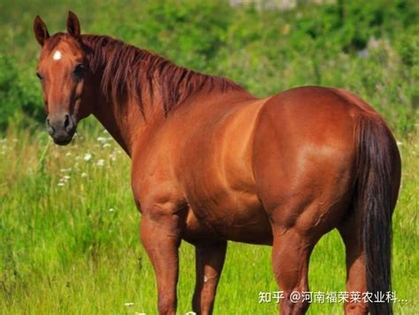 带你了解母马的发情周期图 知乎