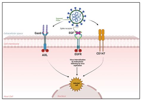 Aptamers As Insights For Targeting Sars Cov 2