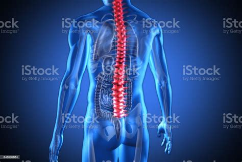 강조 표시 된 빨간색 척추와 눈에 보이는 장기 디지털 블루 인간 디지털 생성 이미지에 대한 스톡 사진 및 기타 이미지 디지털 생성 이미지 배경 주제 불타는 듯한
