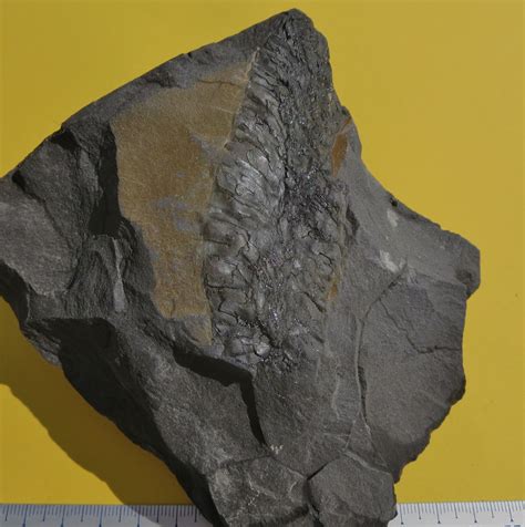 Carboniferous Cone Fossil Id The Fossil Forum