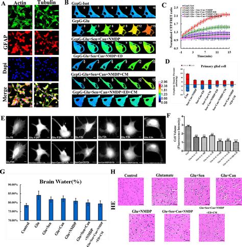 Application Of Drug Combinations After Glutamate Induced Astrocyte