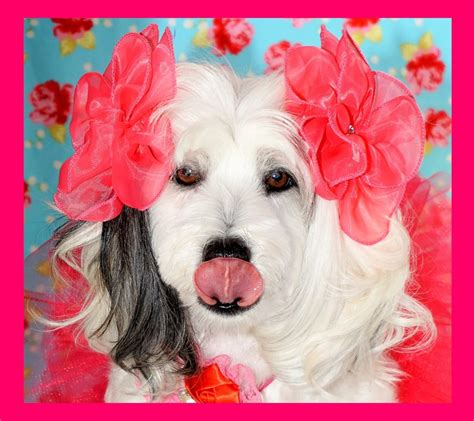 Princess Jackie Her Highness The Dogginess Jackies Website