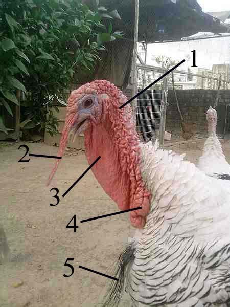 Anatomy Of A Turkey