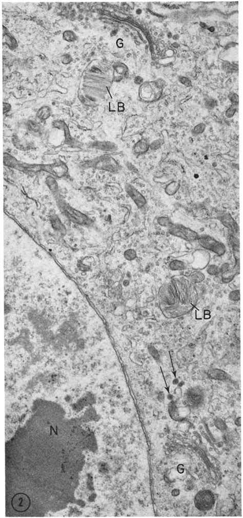 Part Of A Nerve Cell Body Containing A Nucleus Which Displays A
