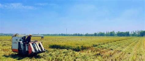 即墨 蓝村大米开镰 亩产达800斤 青岛 水稻 种植