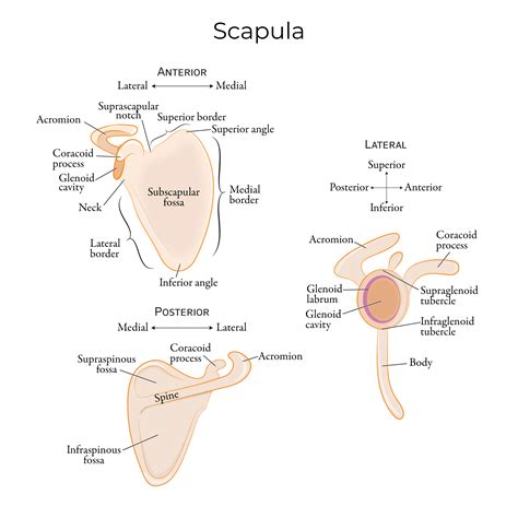 Scapula Diagram Glenoid Fossa