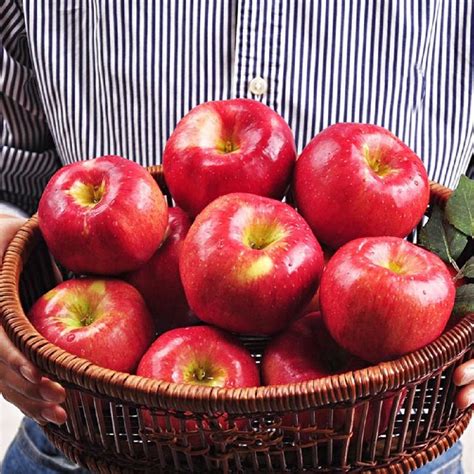 사과 가정용 3kg 8~10과내외 중대과 홈플러스 택배배송