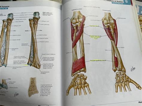 Netter Atlas Of Human Anatomy Hobbies And Toys Books And Magazines