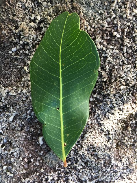 Forum Identify A Tree